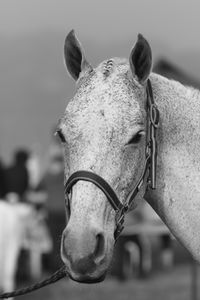 GeoSnapShot | Photos from Denman Horse Trials